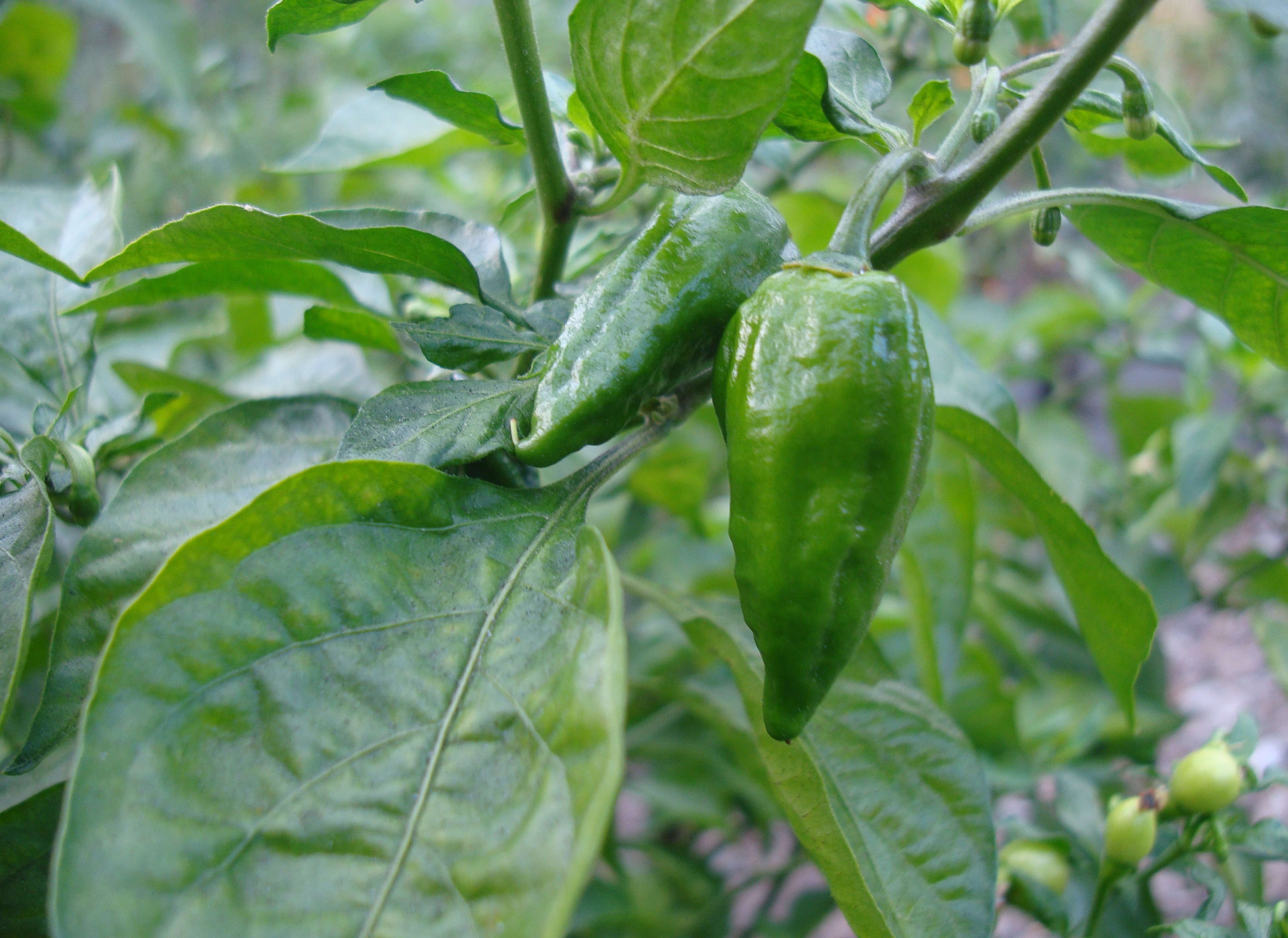 PepperWorks.Art – Wise Pepper Therapy